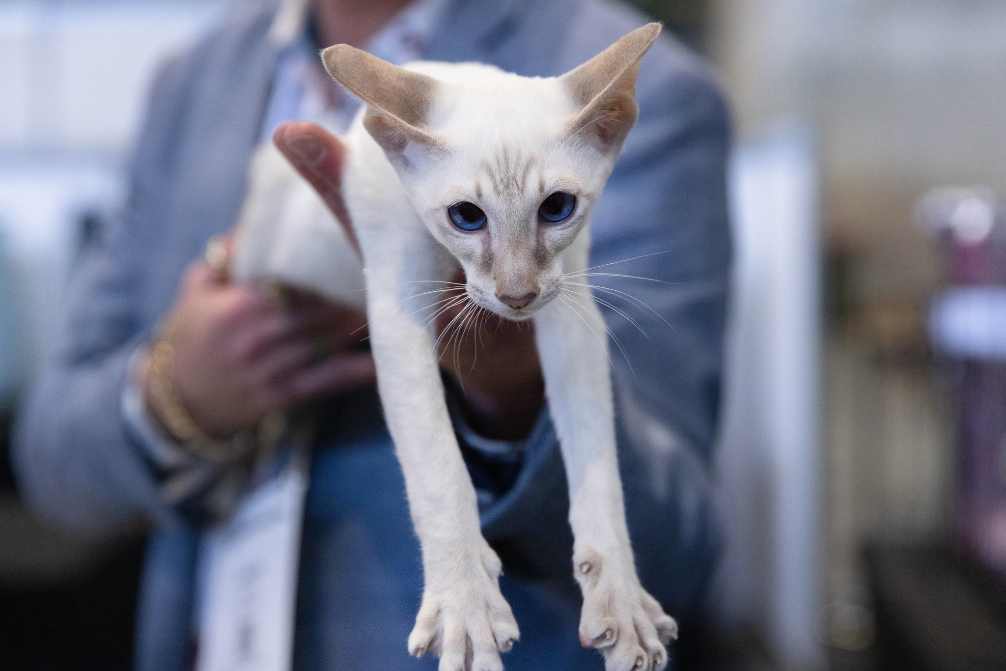 Championship Cat Show | Cat Lovers Festival Melbourne